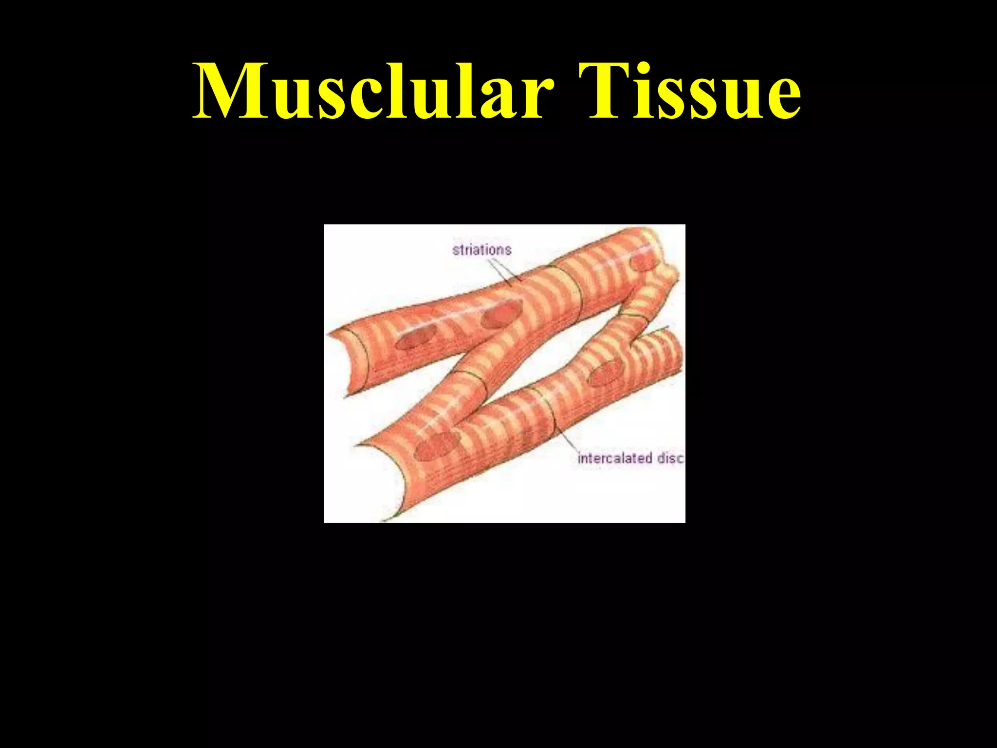 Muscle Tissue.pdf