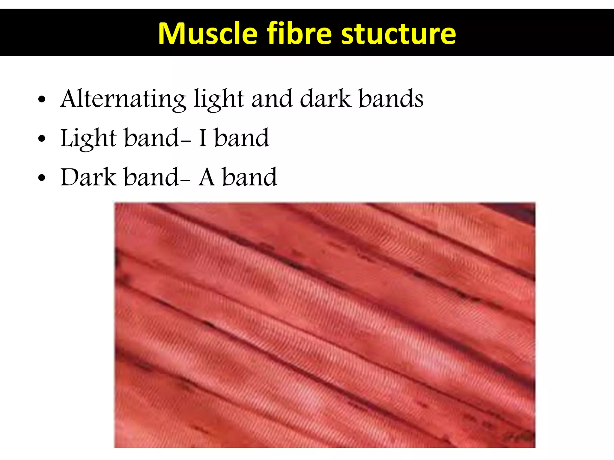 Muscle Tissue.pdf