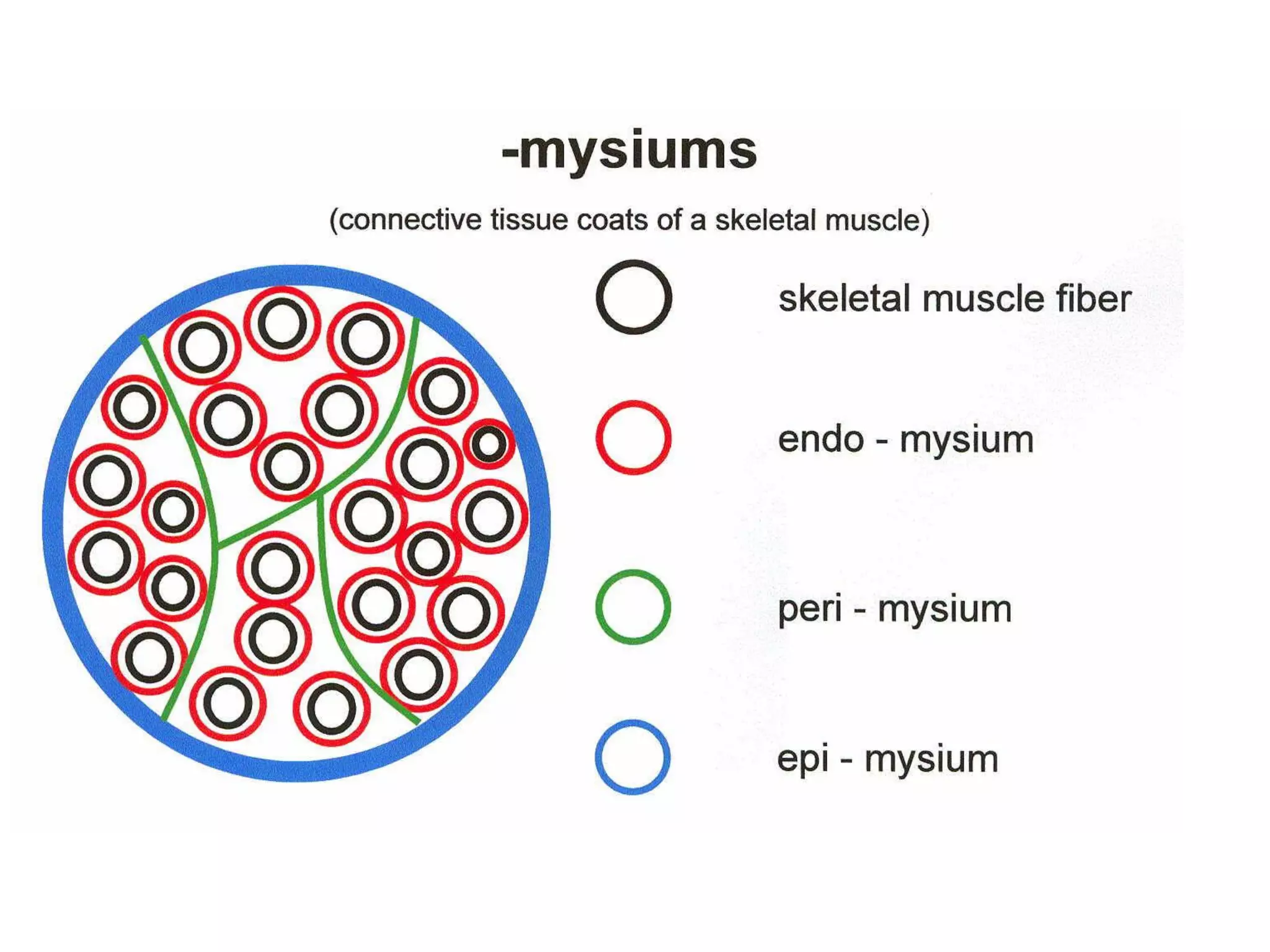 Muscle Tissue.pdf