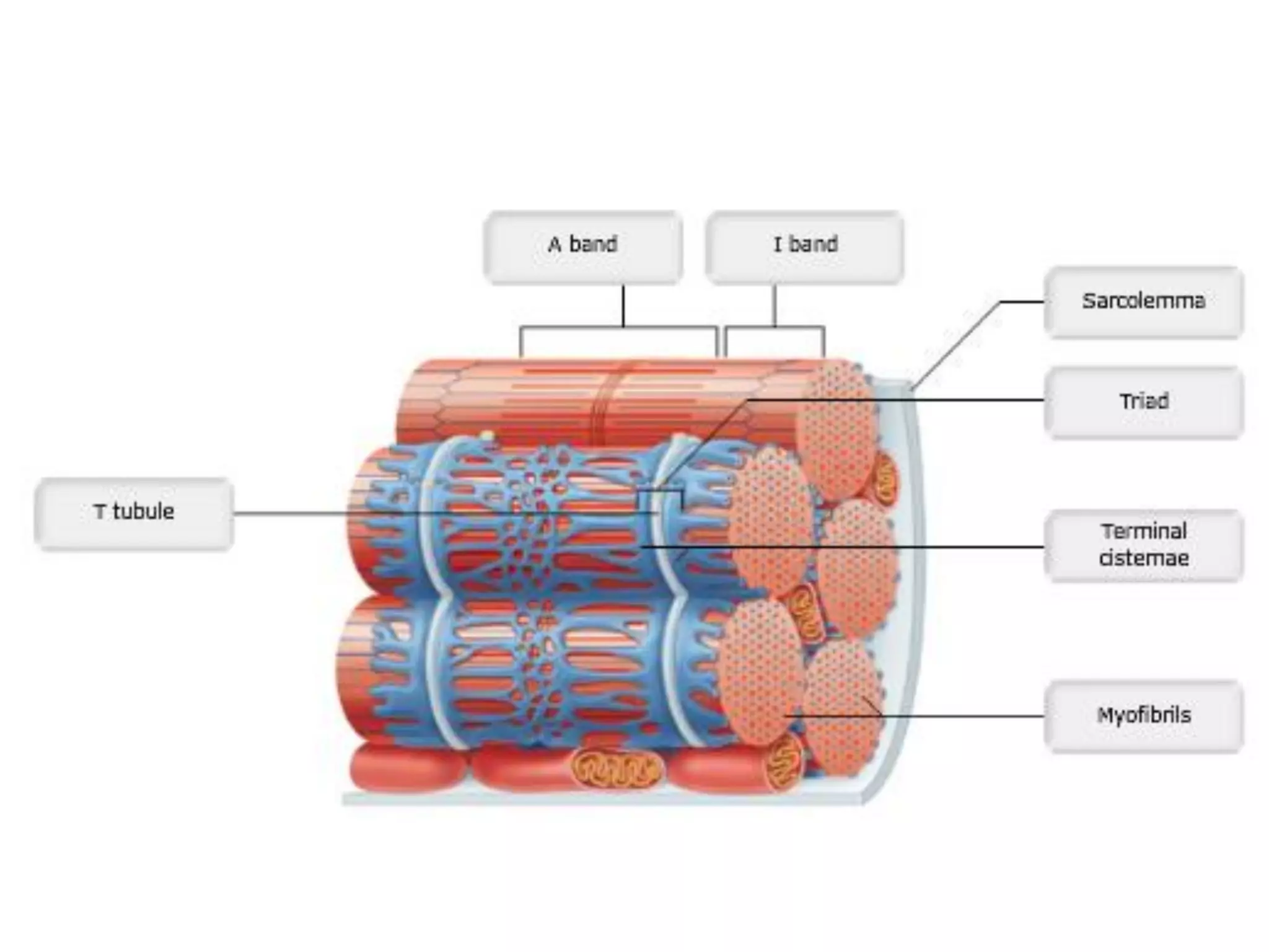 Muscle Tissue.pdf
