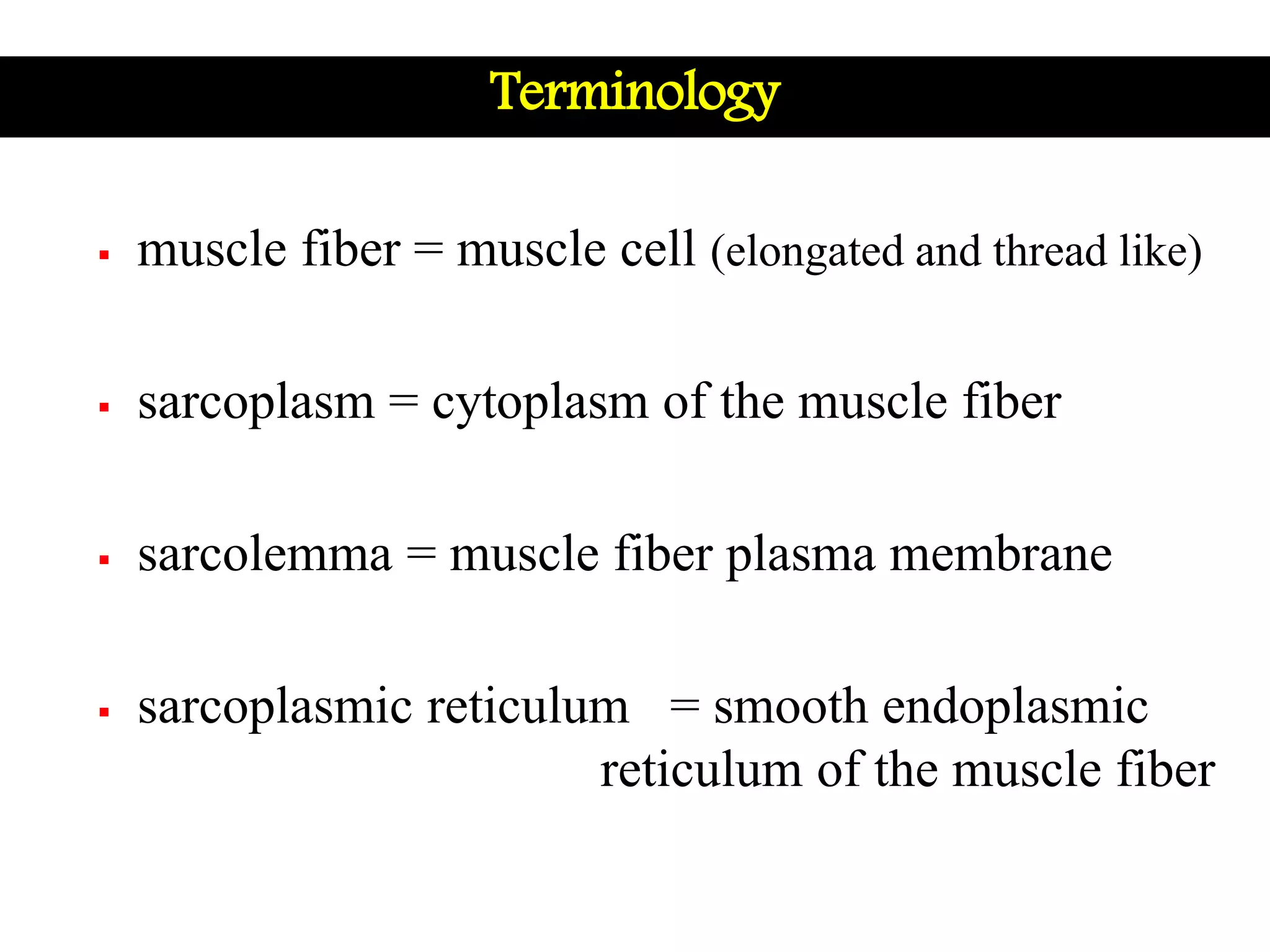 Muscle Tissue.pdf
