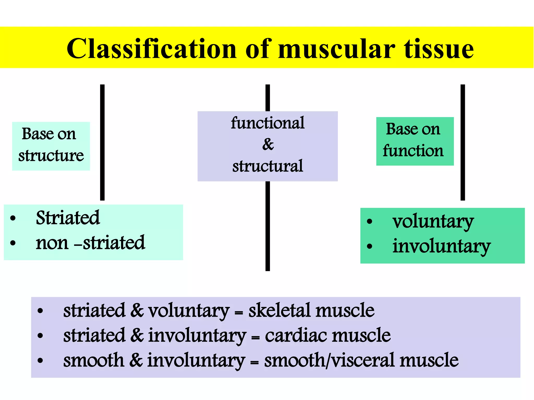 Muscle Tissue.pdf