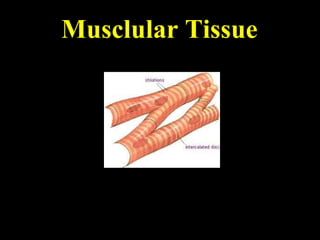 Muscle Tissue.pdf