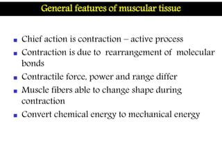 Muscle Tissue.pdf