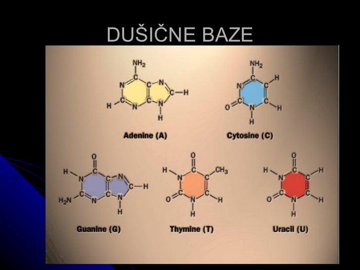 Nukleinske kiseline