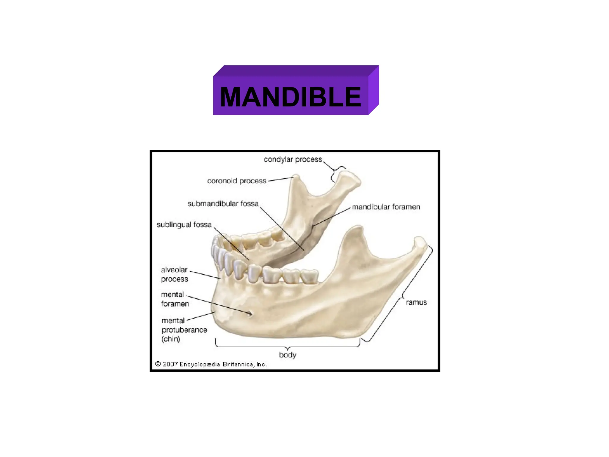 7 Normal Anatomical Landmarks OF MAXIILA AND MANDIBLE.ppt