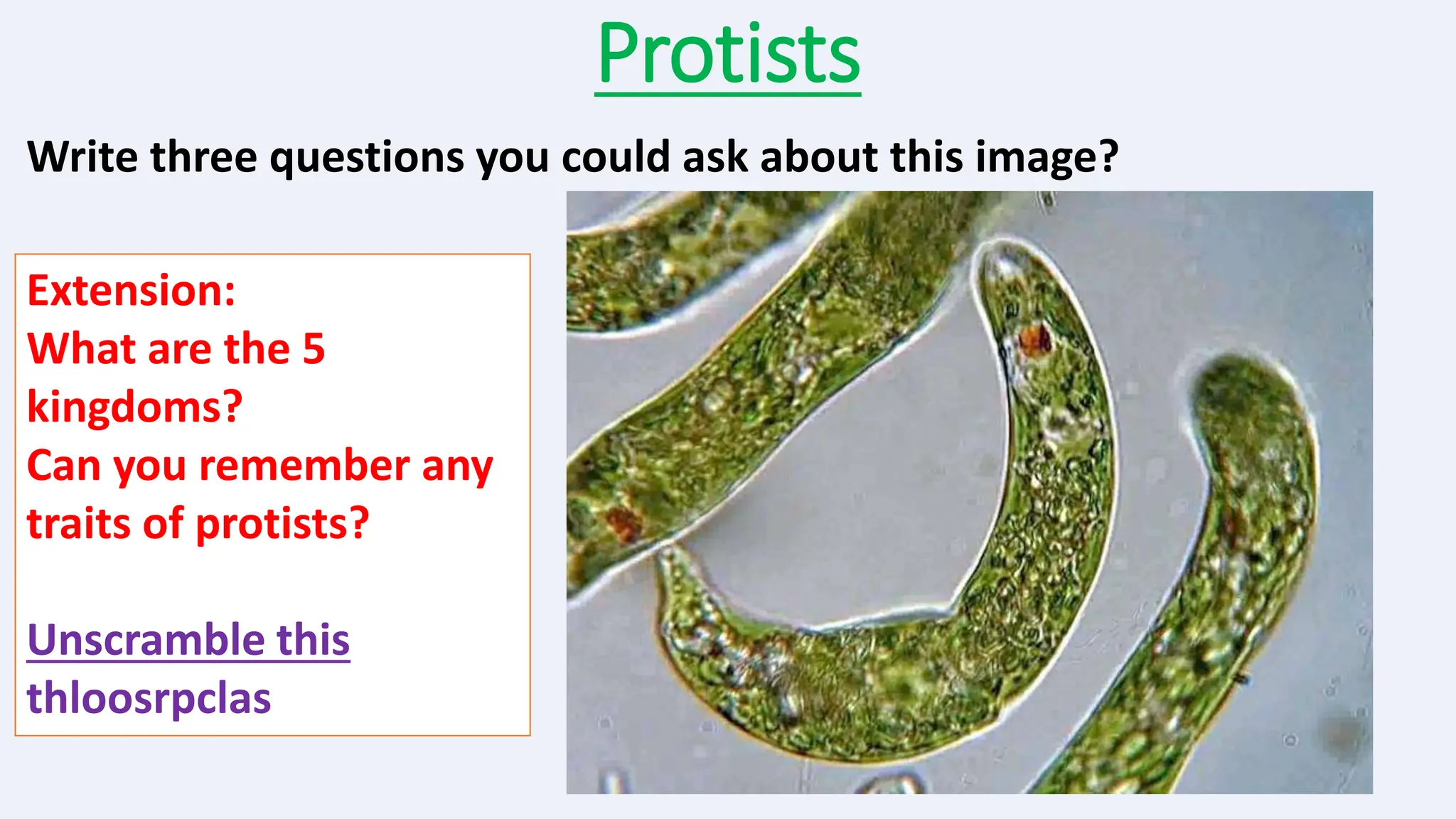 Biology_Characteristics of Protists.pptx