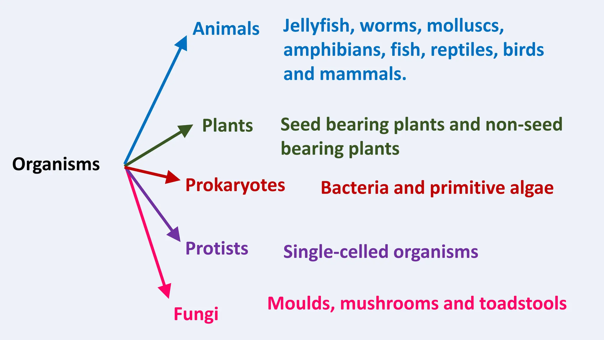 Biology_Characteristics of Protists.pptx