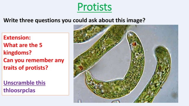 Biology_Characteristics of Protists.pptx