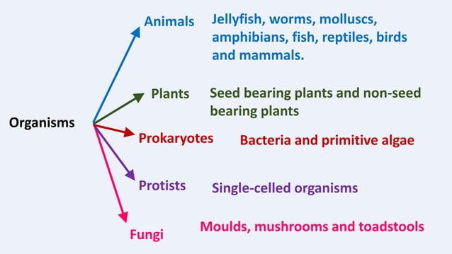 Biology_Characteristics of Protists.pptx