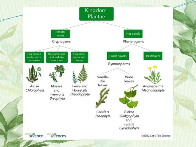 KINGDOM PLANTAE FIVE KINGDOM CLASSIFICATION | PPT
