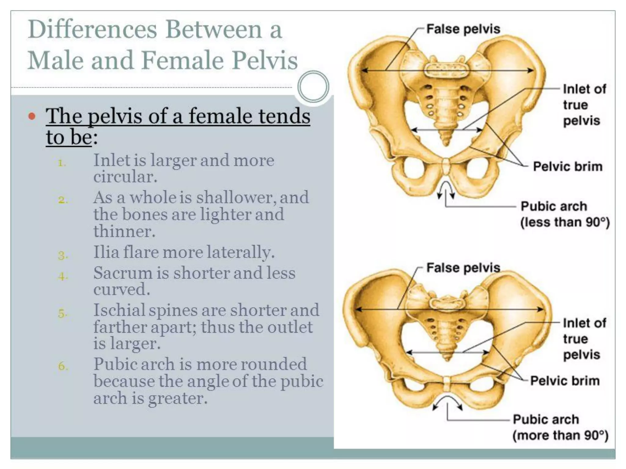 7 Pelvic bone, thigh and joints.pdf