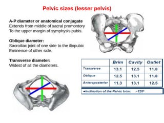 7 Pelvic bone, thigh and joints.pdf