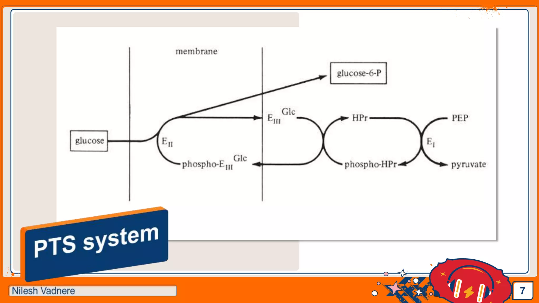 Solute uptake, Group Translocation, Phosphotransferase system, PTS | PPTX