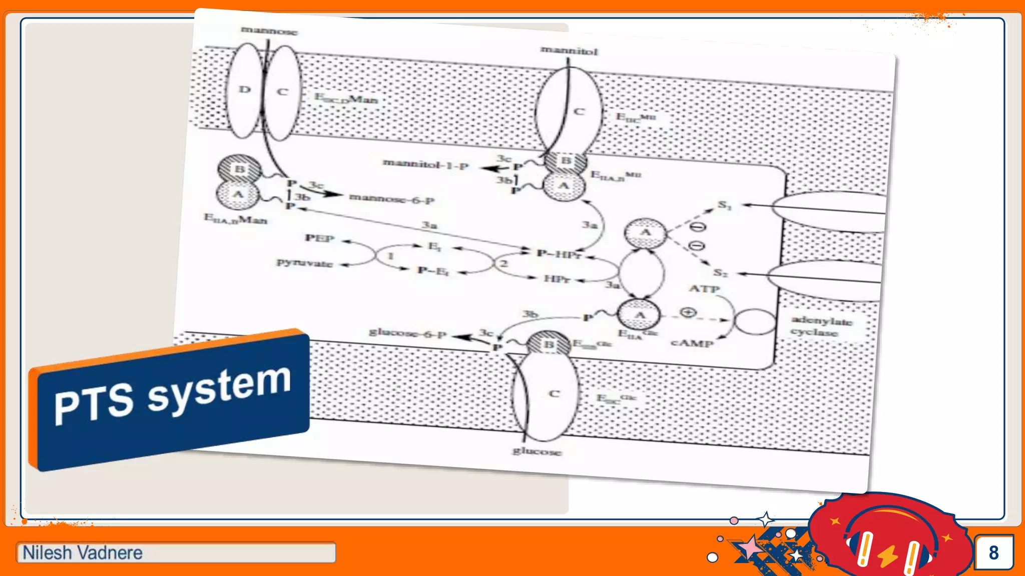 Solute uptake, Group Translocation, Phosphotransferase system, PTS | PPTX