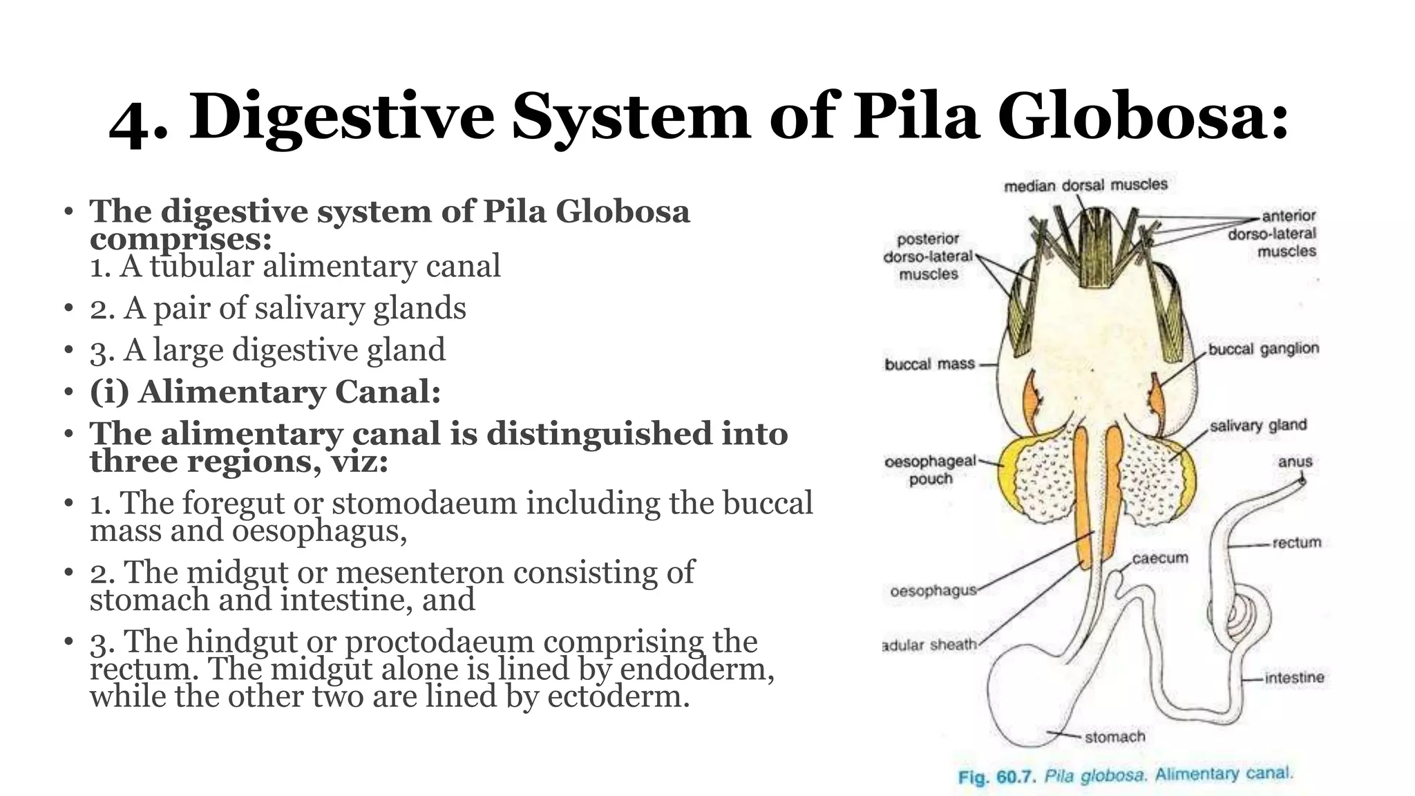 7 Pila globosa.pptx