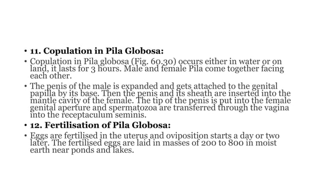 7 Pila globosa.pptx | Reproductive Health | Diseases and Conditions