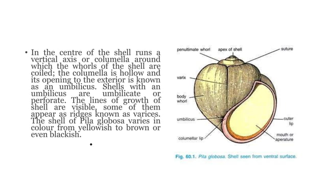 7 Pila globosa.pptx | Reproductive Health | Diseases and Conditions