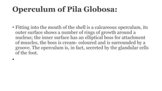 7 Pila globosa.pptx