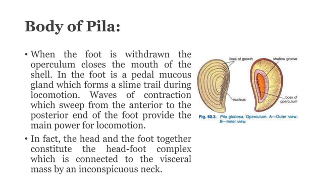 7 Pila globosa.pptx | Reproductive Health | Diseases and Conditions