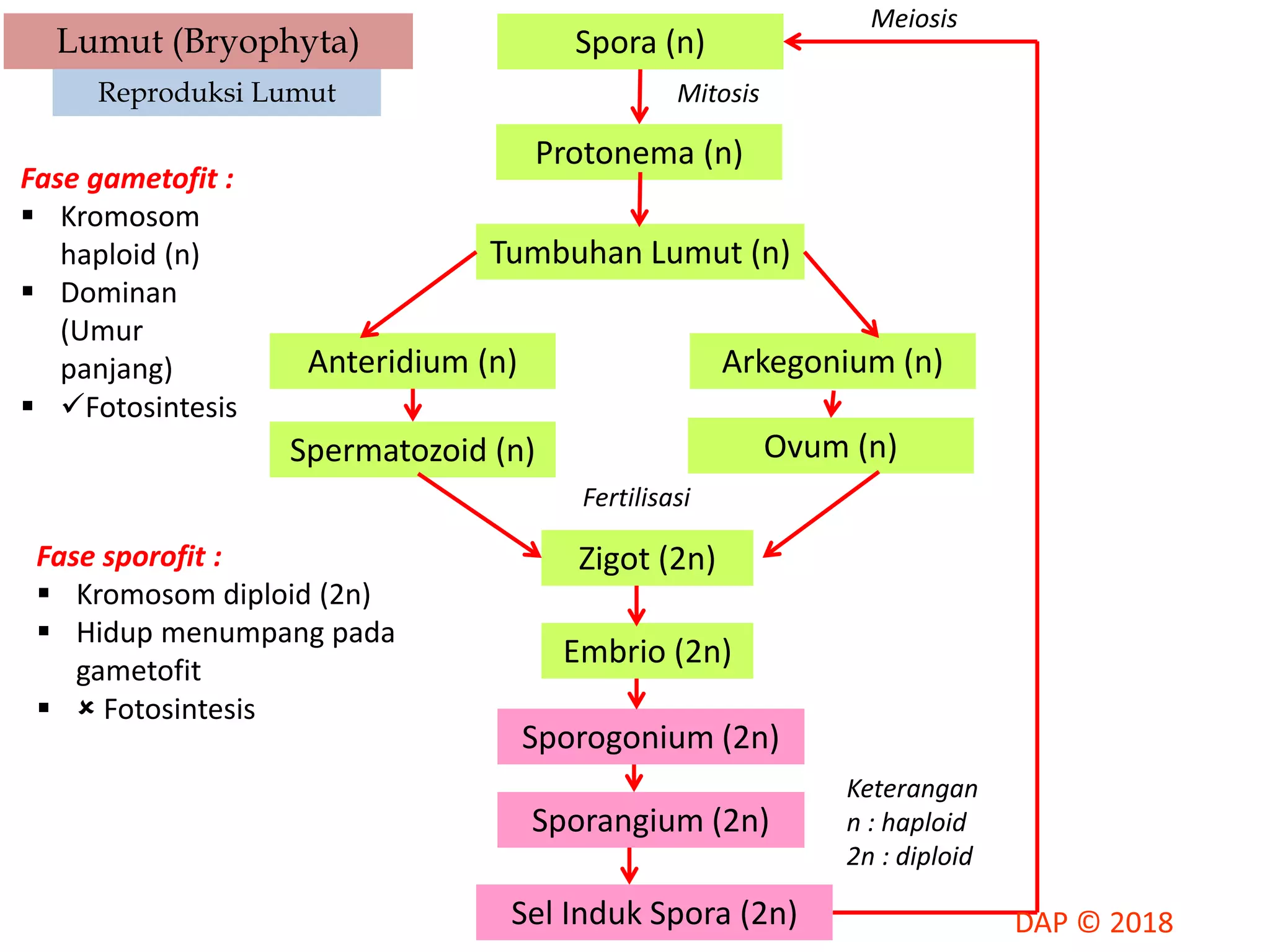 Kingdom Plantae | PPTX