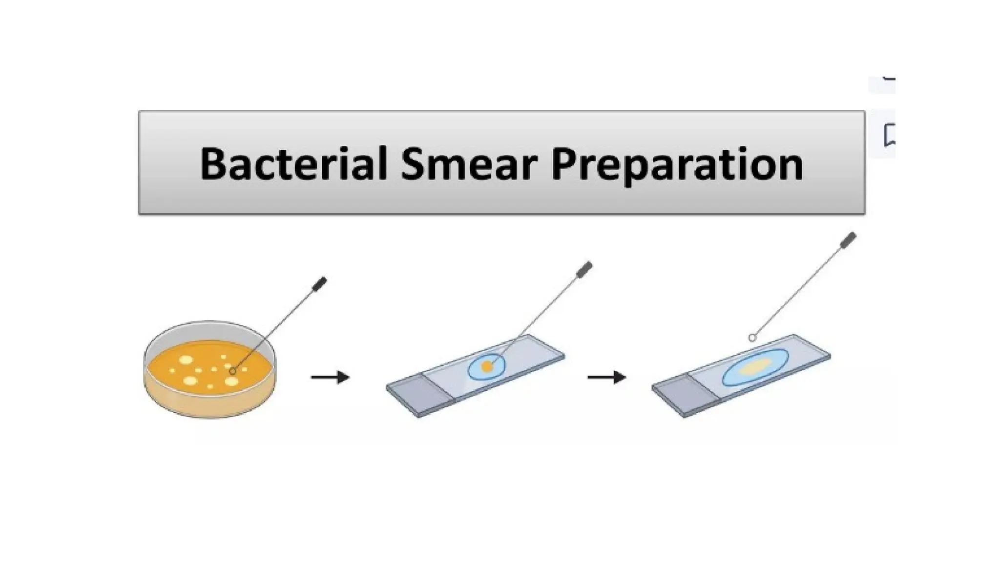 Preparation of Slide - Microbiology for Lab Technicians | PPTX