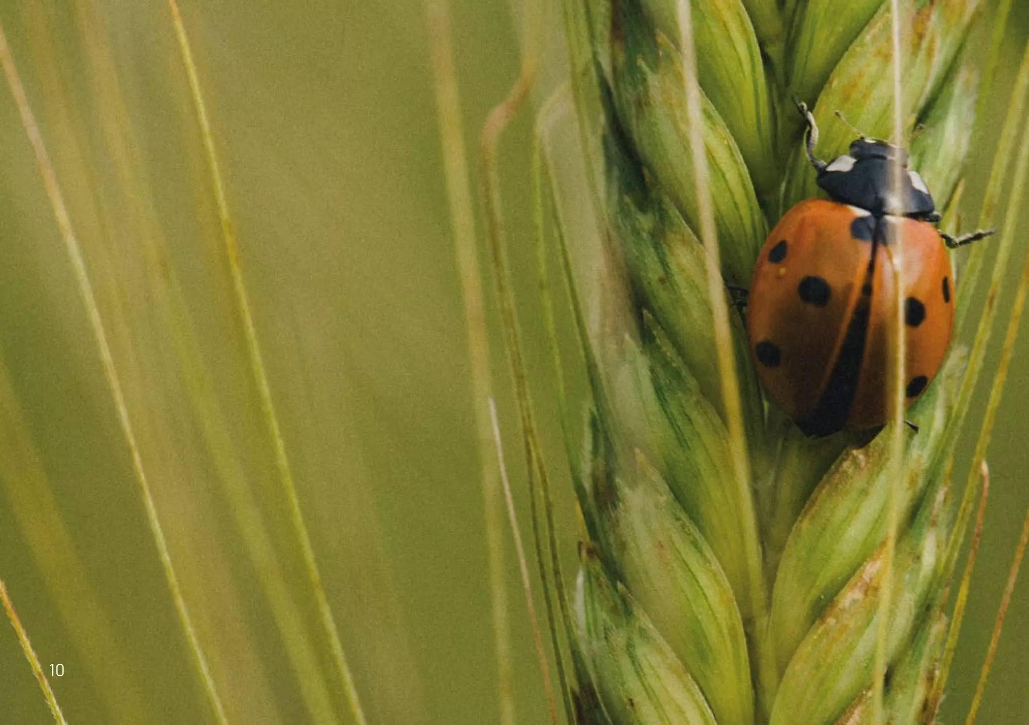 7 PRINCIPLES OF DEMETER.pdf