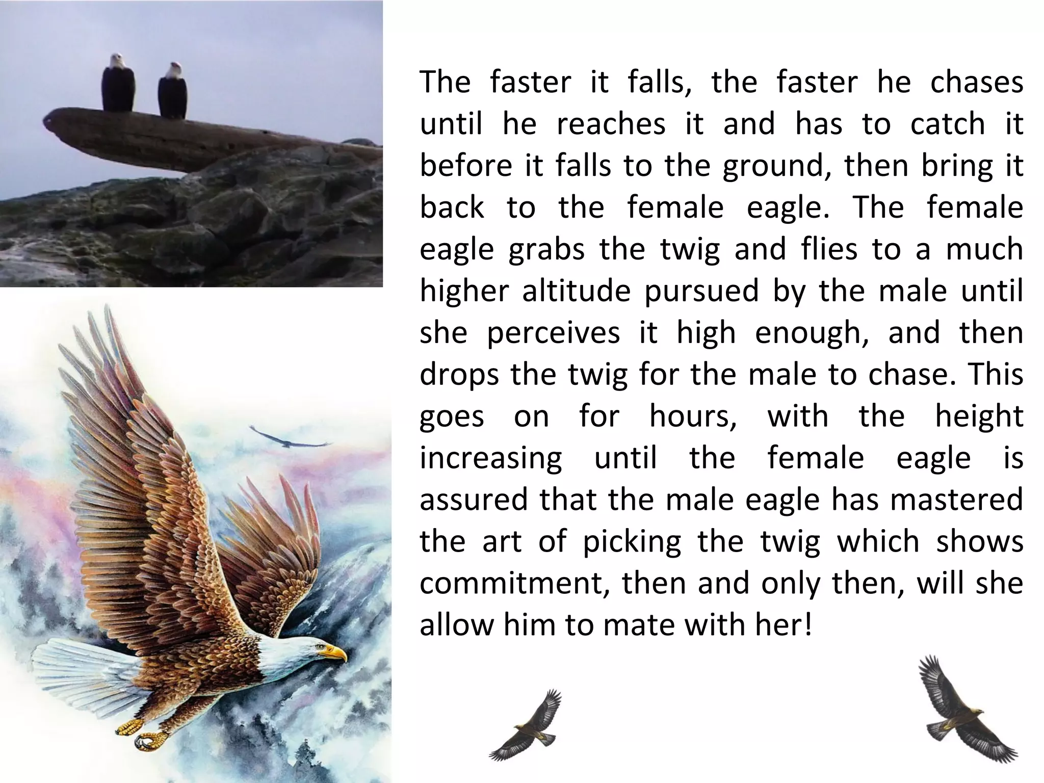 7 principles of eagle 1 | PPT | Birdwatching | Hobbies & Interests
