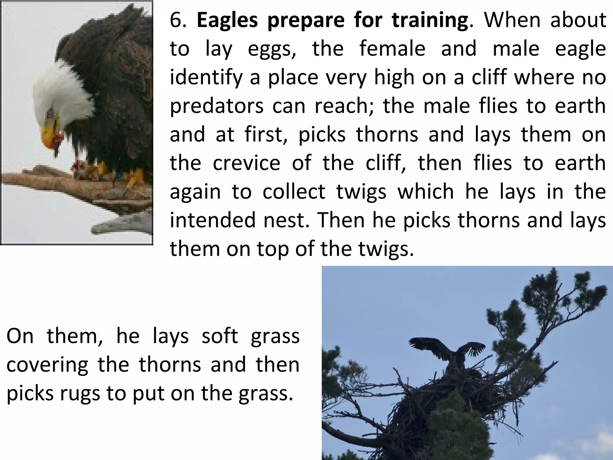 7 principles of eagle 1 | PPT