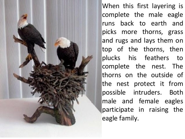 7 principles of eagle 1