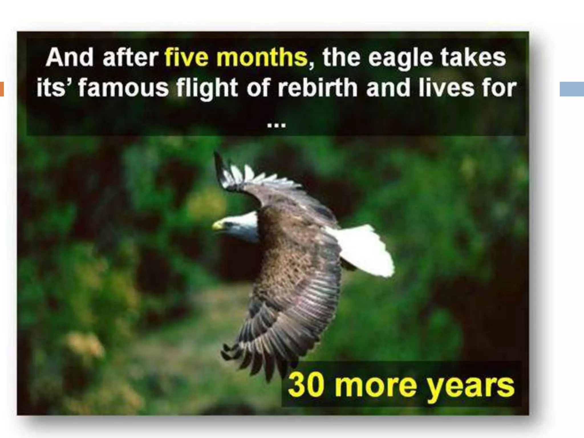 7 principles of eagles | PPTX