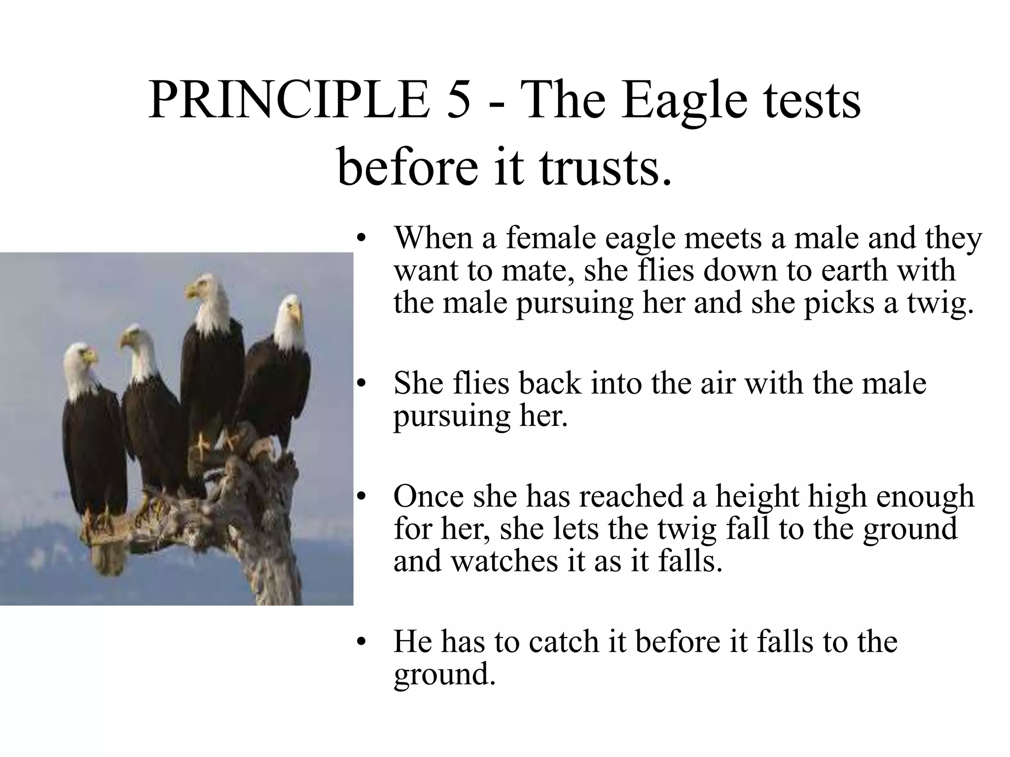 7 Priniples of Eagles.ppt