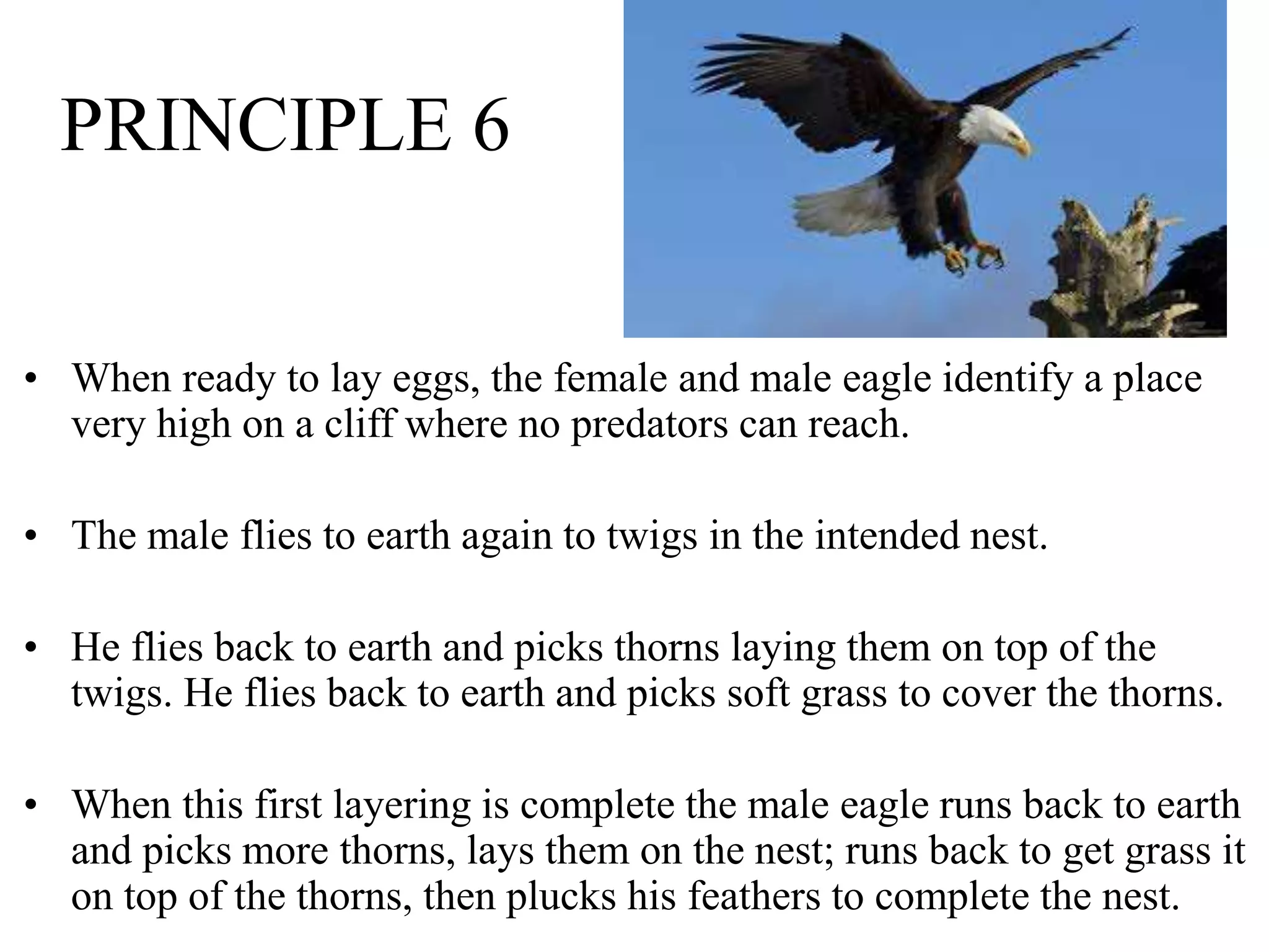 7 Priniples of Eagles.ppt