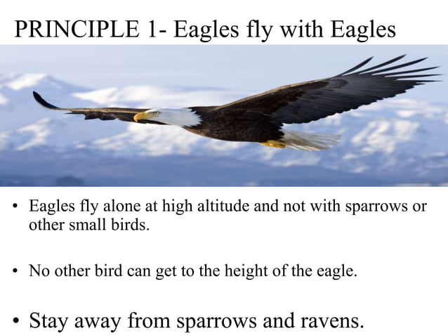 7 Priniples of Eagles.ppt