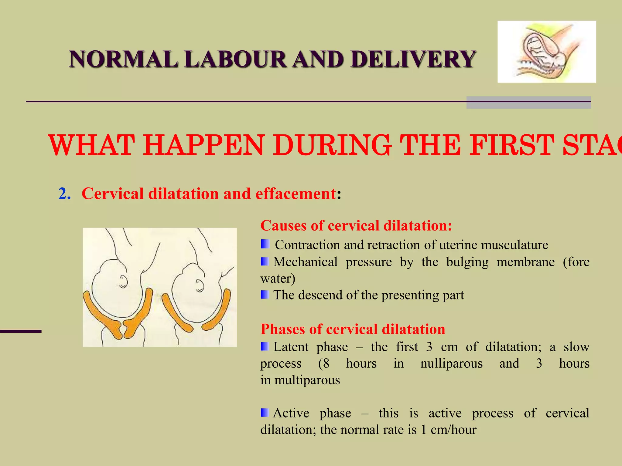 Normal labour and delivery | PPSX