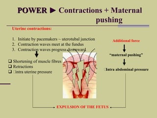 Normal labour and delivery | PPSX