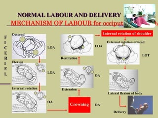 Normal labour and delivery | PPSX