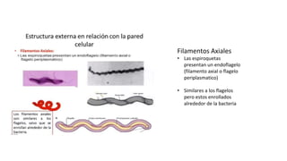 Introduccion a la microbilogia y bacterias.pptx