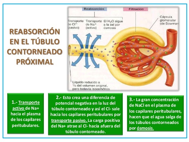 reabsorción en el túbulo contorneado proximal
