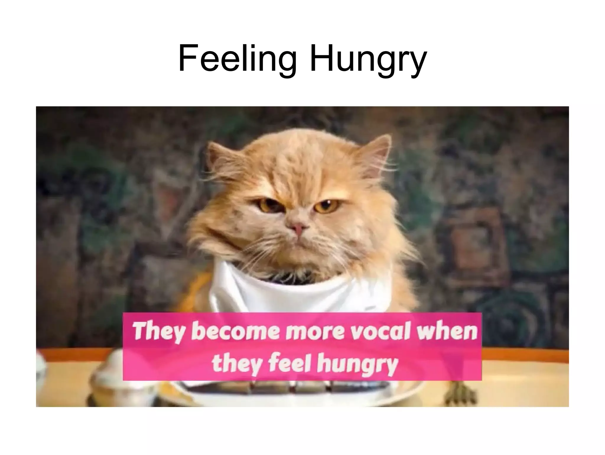 WHY DO CATS MEOW AT NIGHT ? | PPT