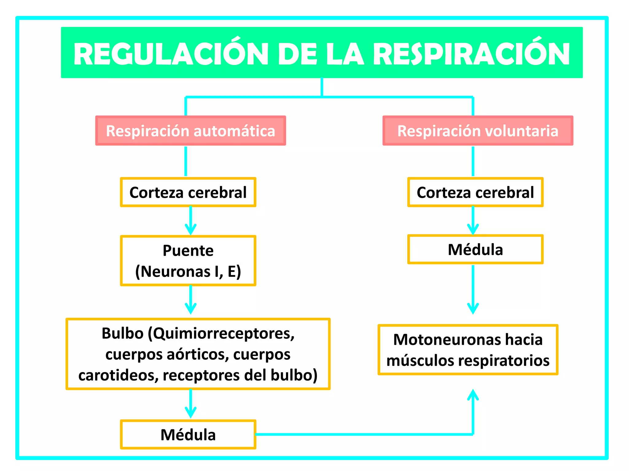 REGULACIÓN DE LA RESPIRACIÓN | PPT | Descarga Gratuita
