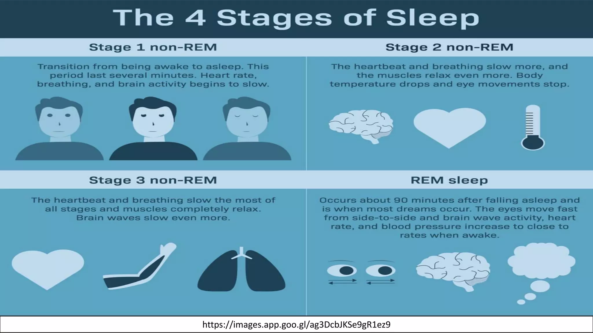 Differences between REM & NON-REM Sleep.pdf