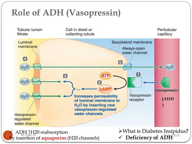 Renal system physiology power point.pptx