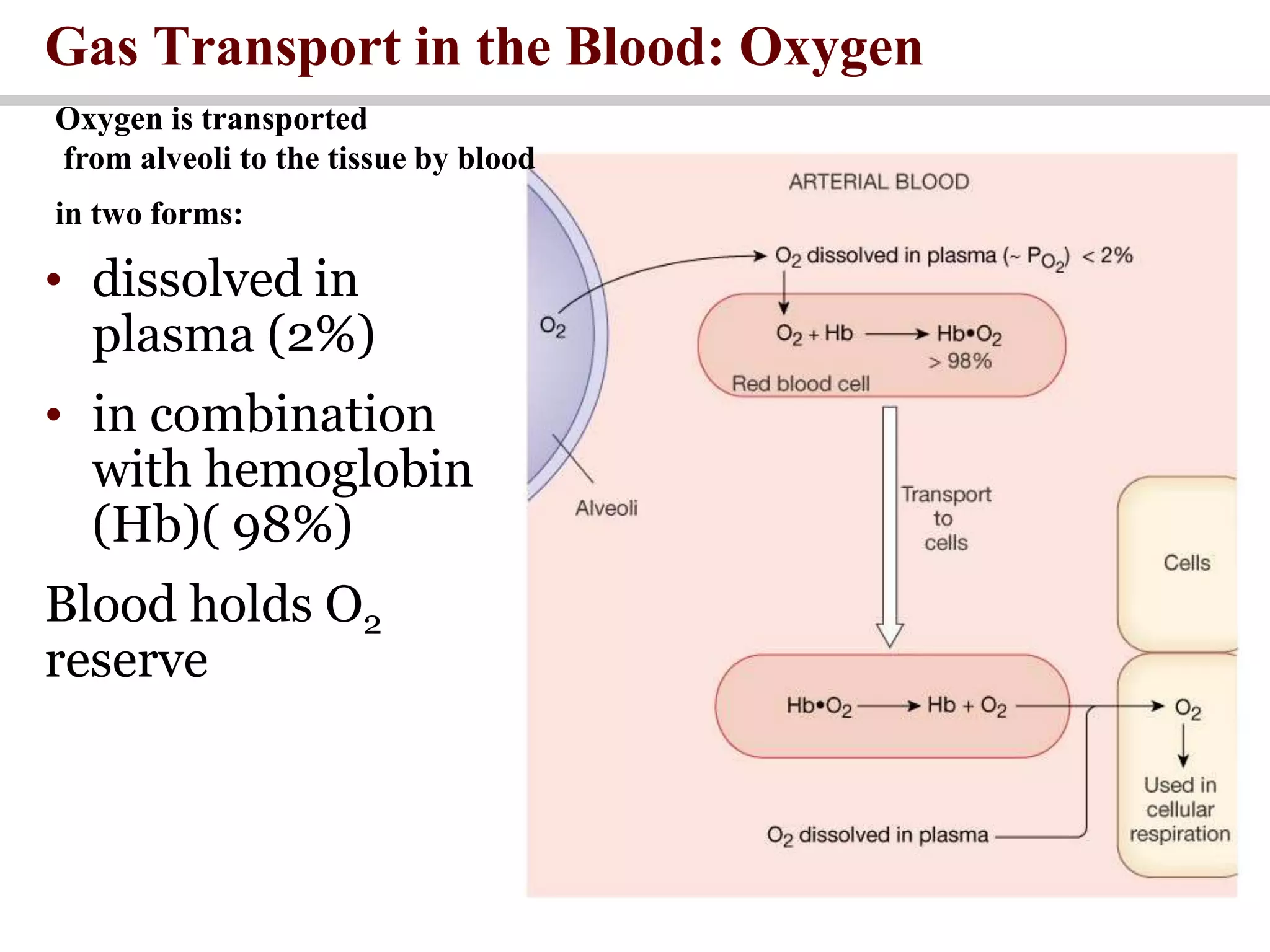 respiratory system Physiology | PPT