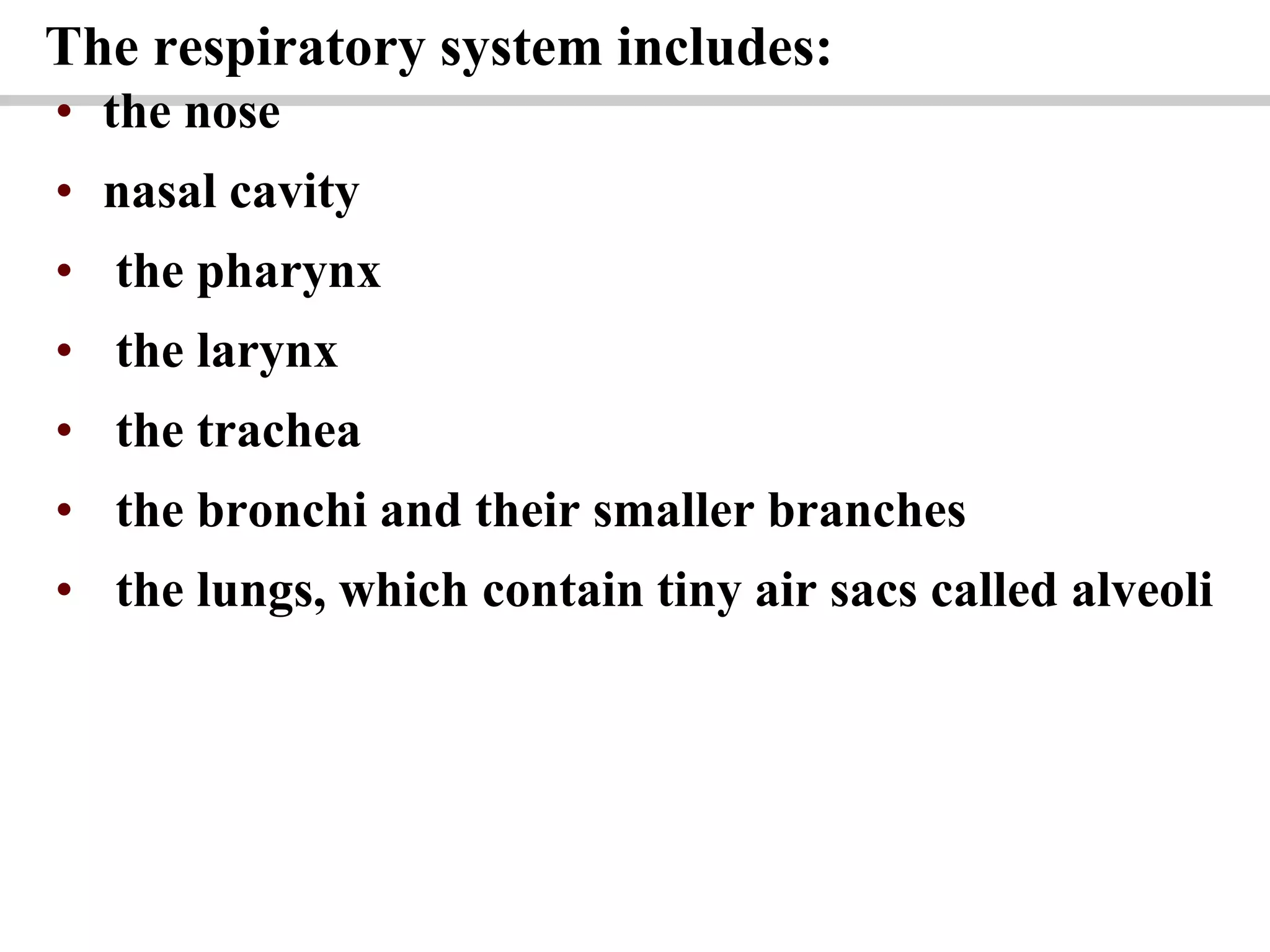 respiratory system Physiology | PPT