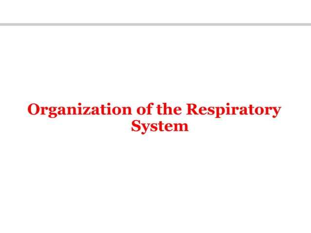 respiratory system Physiology | PPT