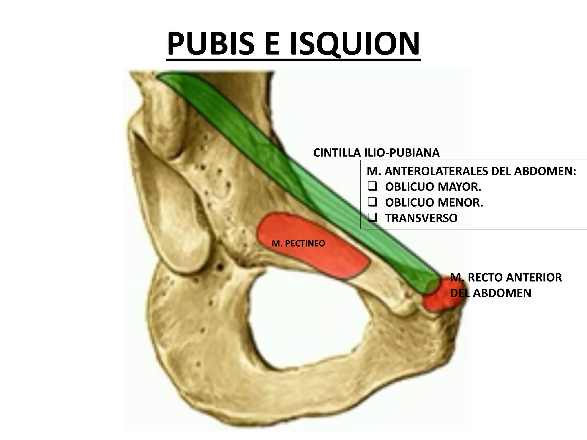 Osteología de los Miembros Inferiores | PPTX
