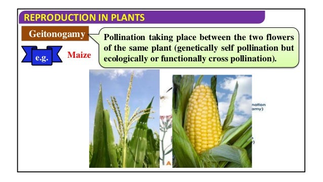 Sexual reproduction biology | PPT