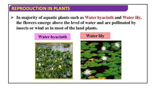 Sexual reproduction biology | PPT