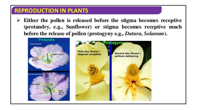 Sexual reproduction biology | PPT
